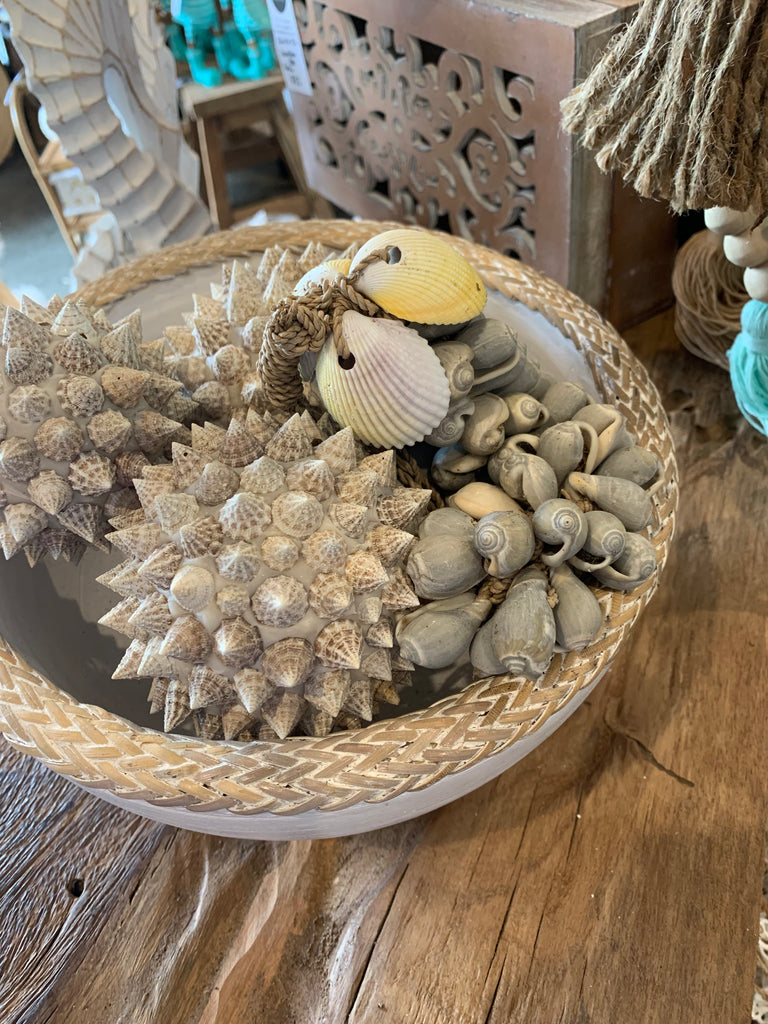 Grey shell cluster. – Bali Beach Beyond